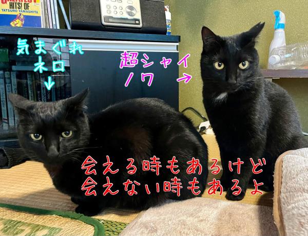 民宿とランチ大ちゃんち - 高知県