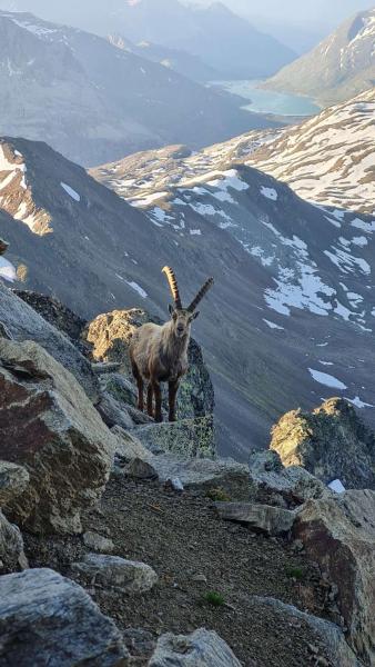 High Alpine Apartment - Sankt Moritz