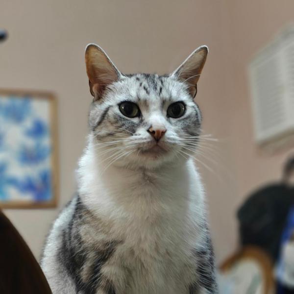 Koko's Garden And Cats --4mins Walk From Jingjusi Metro St Ation, English-speaking,b&b - Chengdu