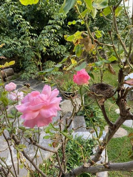 Appartamento La Rosa - Faido