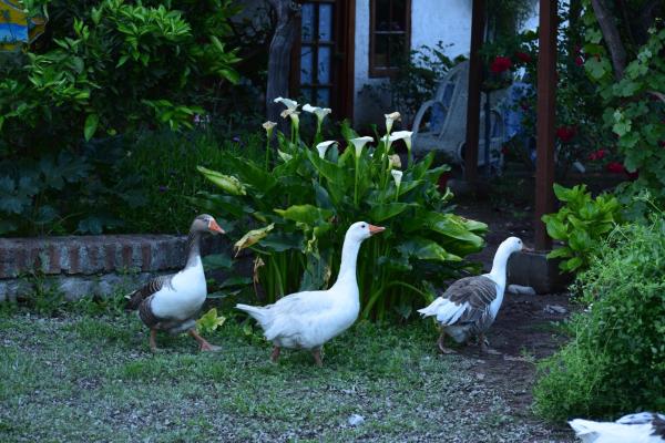 Alojamiento Rural Casa Quinta Peumayen - Isla de Maipo