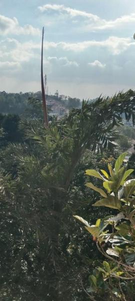 Town View Garden - Yercaud