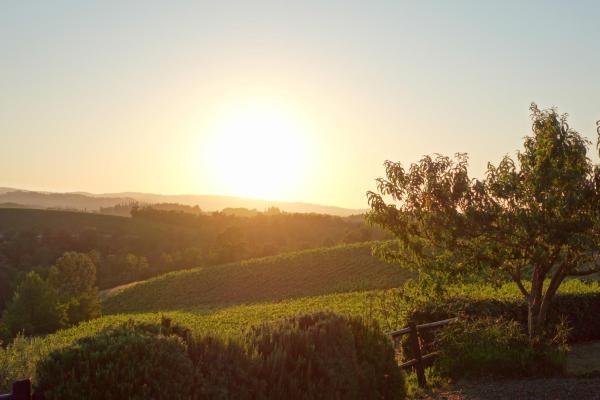 Agriturismo Montegonfoli - San Gimignano