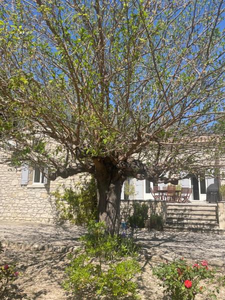 L'appart Thé - Charme Apaisant Au Coeur Des Alpilles - Arles