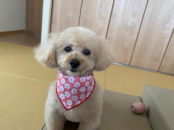 Kyoto Kiyomizu Private Villa - Kyoto