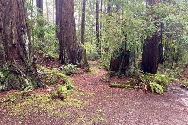 Cabin Fever - Gualala, CA