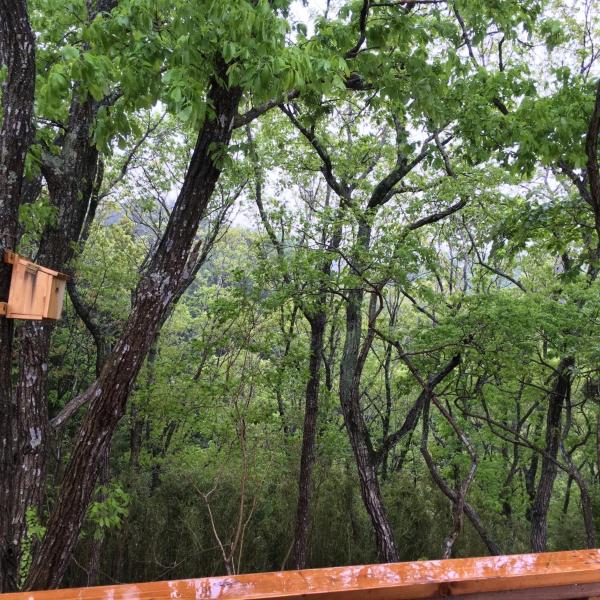 Sauna Camp Lodge Forest Sounds - Vacation Stay 69407v - 潮來市