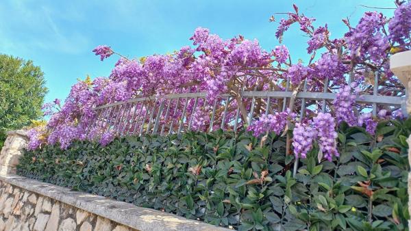 Casa Glicine - Sperlonga