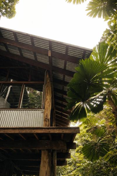 Firefly - Daintree