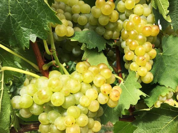 Ferien- Und Winzerhof Simon - Reute