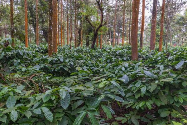 Coorg Misty Mountains Stay - Coorg (Kodagu)