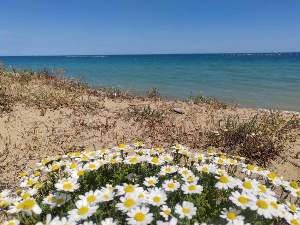 Anthemis - Affitti Brevi Italia - Casalbordino