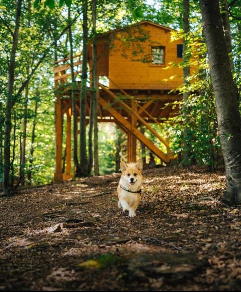 Treehouse Vtáčikovo - Slovacchia