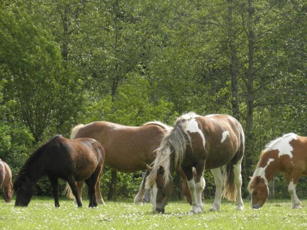Ferienhof Röhling Zwischen Schlei Und Ostsee - Kappeln