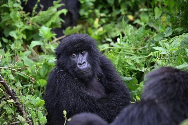 Gorilla Quest Africa - Rwanda