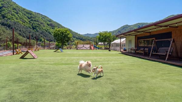 Gapyeong Funny Mongmong Galaxy House - Chuncheon-si