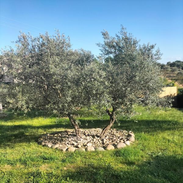 Le Temp Des Cigales - Valensole