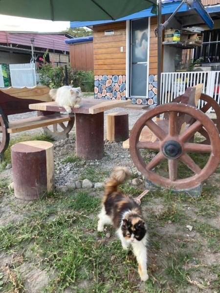 Pet Lover's Cabin - Magalang