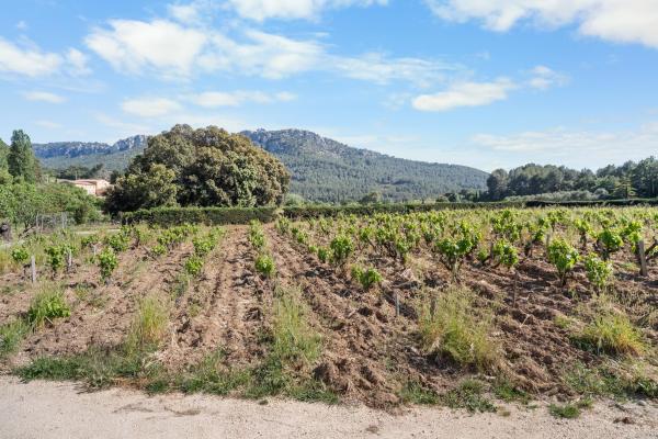 Appartement Calme Au Cœur Des Vignes - Bandol