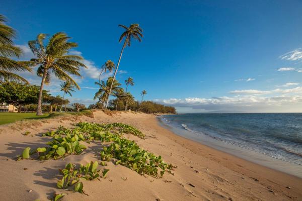 Maui Sunset #A-117 Oceanfront Complex, Ocean View, Ground Floor, Full A/c - Kihei, HI