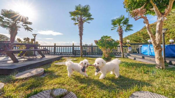 Geoje Yeoul Pet-friendly Pension - Geoje-si