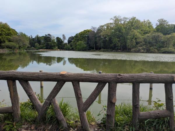 Kazenoki - Tama