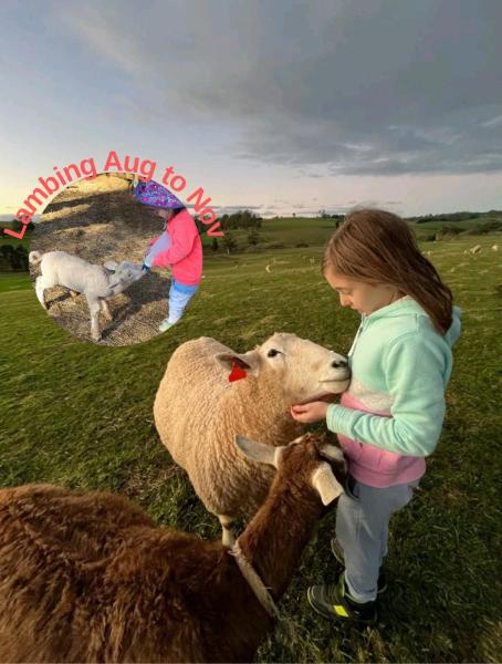 Jillypark Farmstay Experience Discover Authentic Farm Life Complimentary Breakfast Included - Warragul