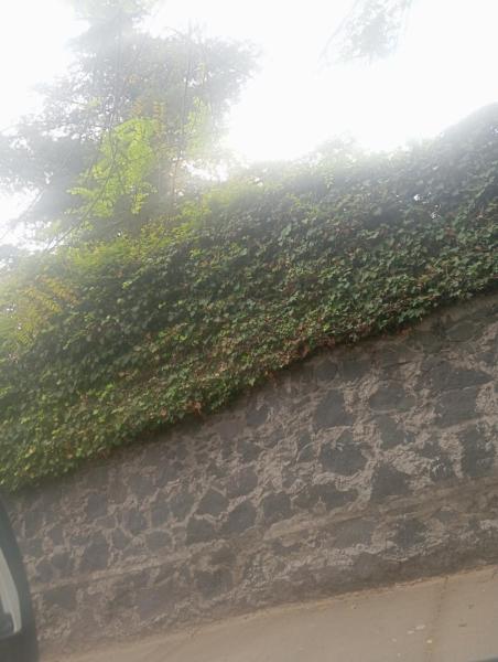 Coyo - Mexico City