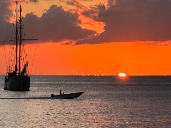 Alamanda En Pleine Nature , Proche De La Réserve De Cousteau Et De La Plage De Malendure - Guadeloupe