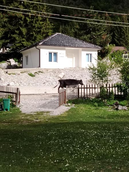 Artani Selimi - Albania