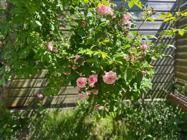 Paulette S Endort - Berck
