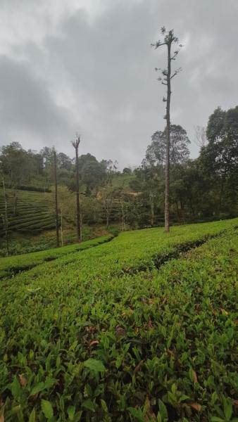 Valparai Home Stay Tea View - Valparai
