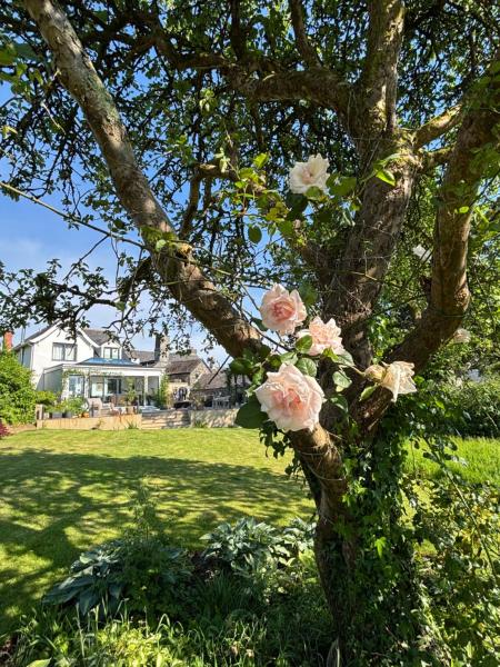 Trelawney - Tavistock