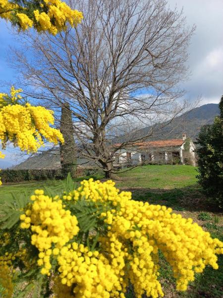 Villa La Quercia E Il Cipresso - Pisa