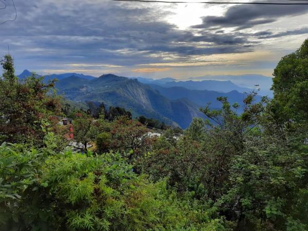 Mango Tree - Kodaikanal