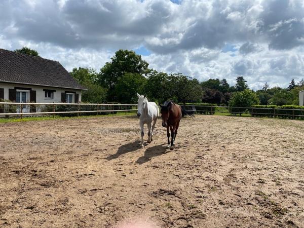 La Wallonie - Immersion Au Milieu Des Chevaux - Gien