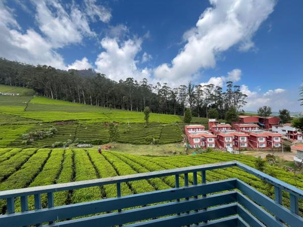 Silver Bett - Coonoor