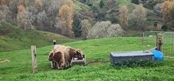 Misty Valley Hilltop Farmstay - Off Grid Retreat - Otorohanga