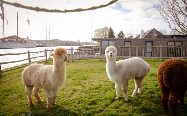 De Waterlodge - Uniek Verblijf Op Het Water - Friesland