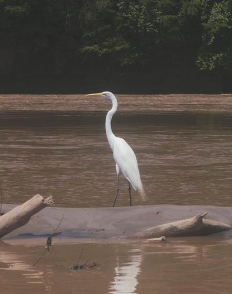 Riveras Del Magdalena - Honda