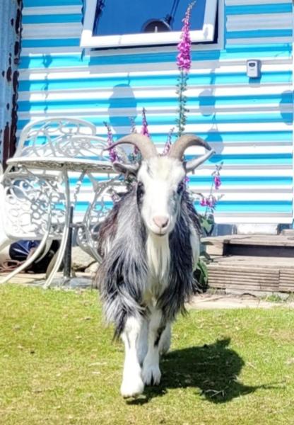 Treguth Glamping Unique Experience - Themed Huts - Redruth