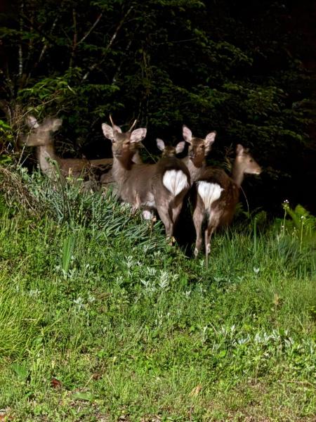 Alnest Near Kawaguchiko Fujiyosida Villa - 山梨県