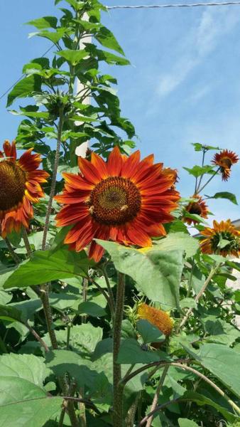 B&b Il Girasole - Lorica