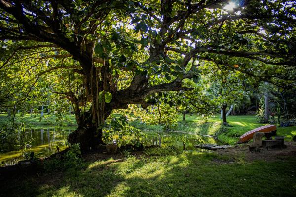 Tropical Garden Hideaway - Stonecutter - Puerto Louis