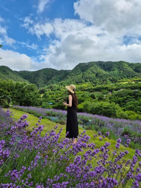 Yangwon Lavender 양원라벤더 금강송숲길 협곡열차 - Corea del Sur