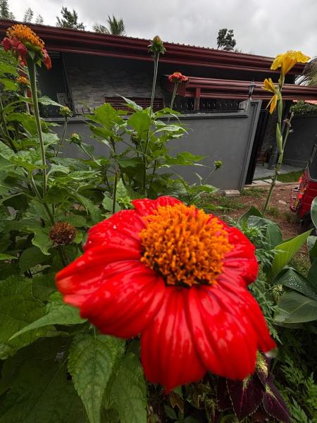 Casa Bella Home - Colombo