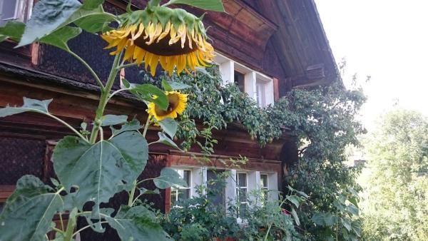 Elephant House At The Forest With Own Spring Water - Suiza