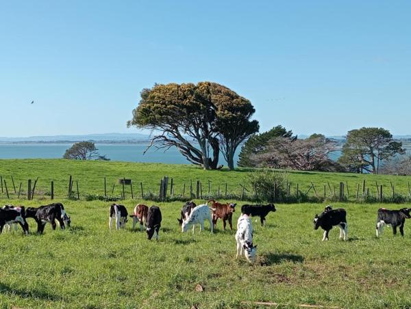 Tis Property Not In Business - Waiuku