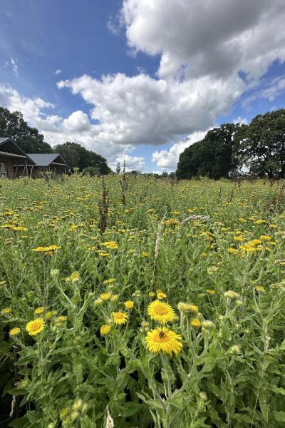 The Stacks Eco Cabins Ruckinge, Ashford Kent - Dymchurch