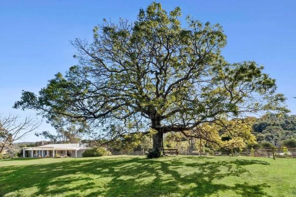 Kurrajong At Malua - Broulee